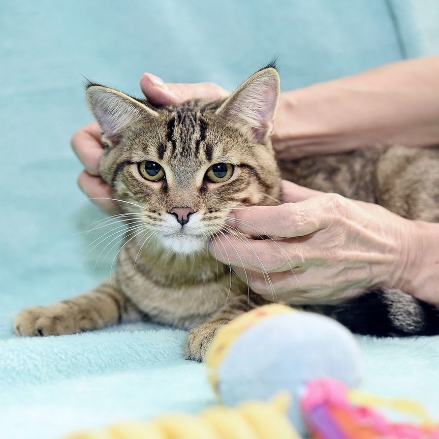 Кузя - маленький непоседа