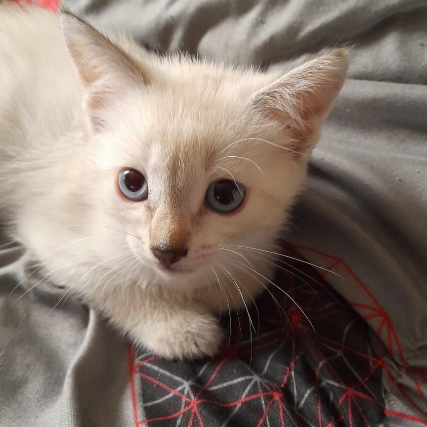 Котенок