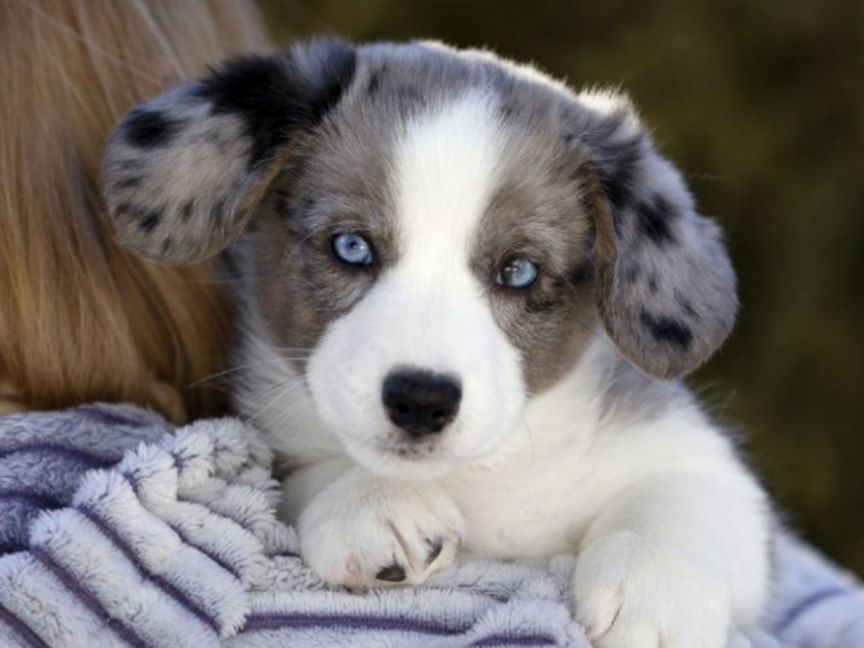 Мраморный щенок вельш корги кардиган