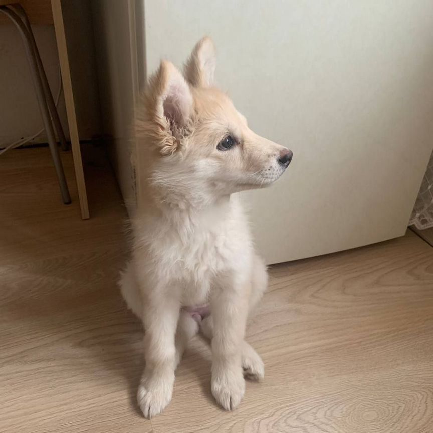 Продам щенка хаски