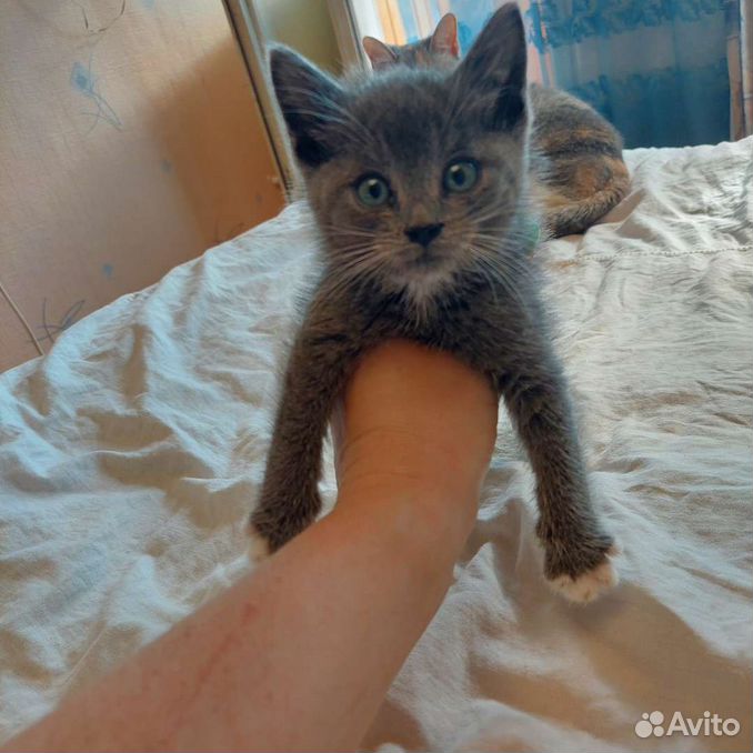 Котёнок Мальчик просто Ляля