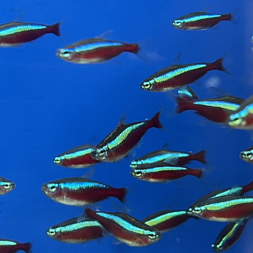 Аквариумные рыбки, креветки, улитки