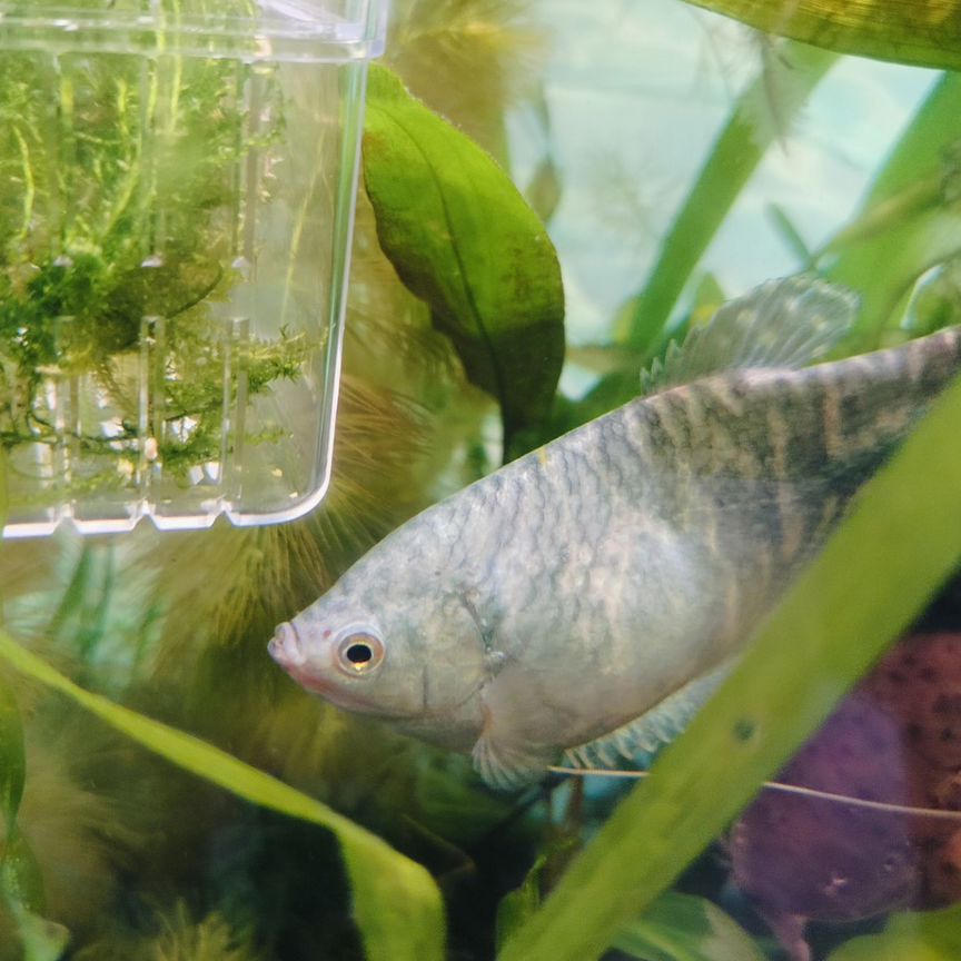 Гурами мраморный самка