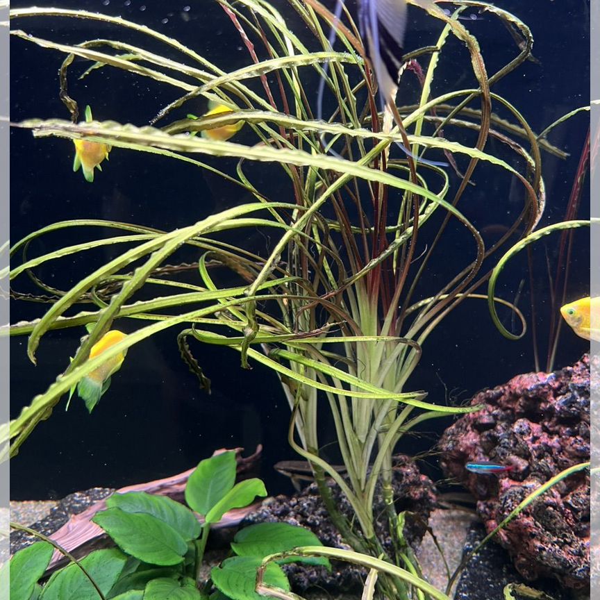 Аквариумное растение