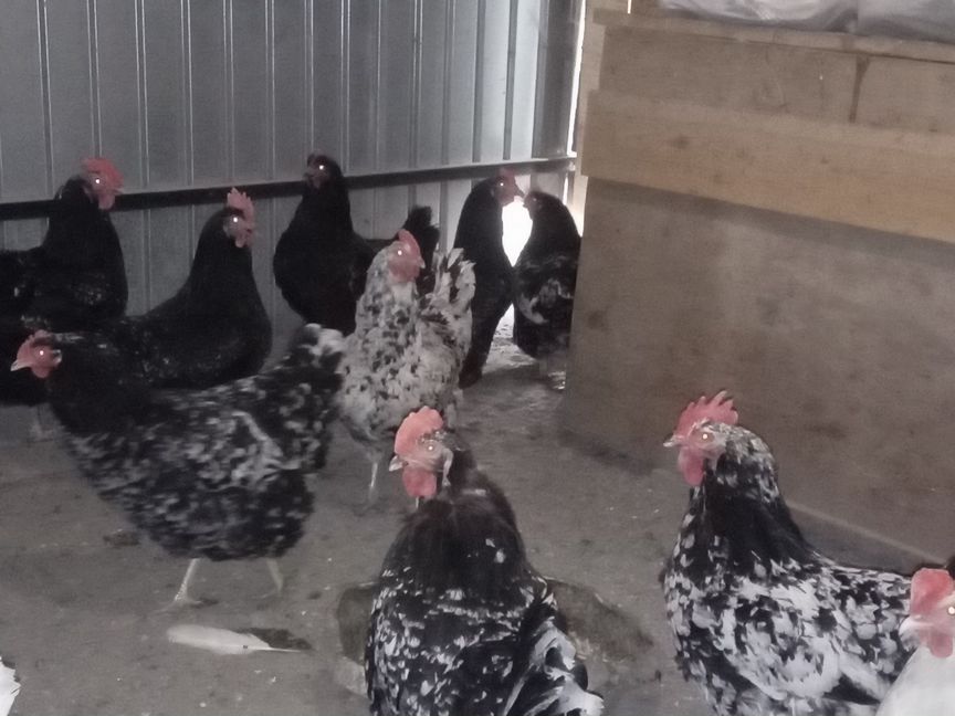 Куры несушки продам