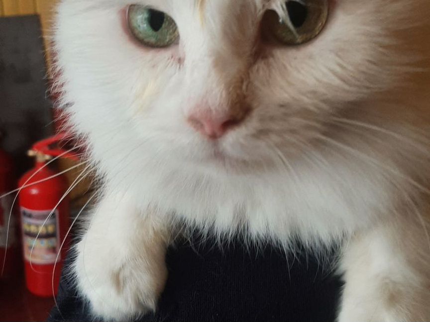 Кот Лаврентий породы турецкая ангора