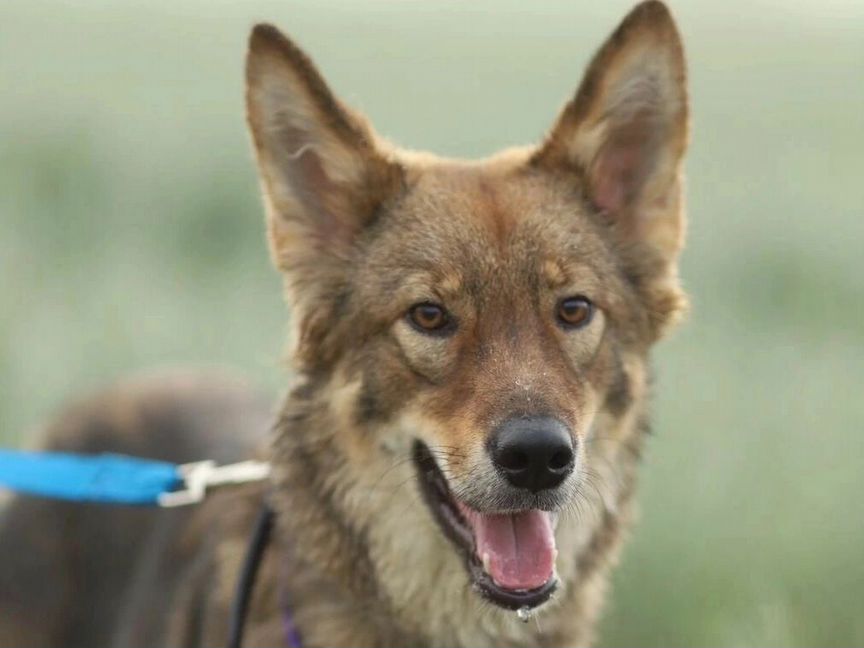 Молодой красавец Исай: спасён, ищет дом