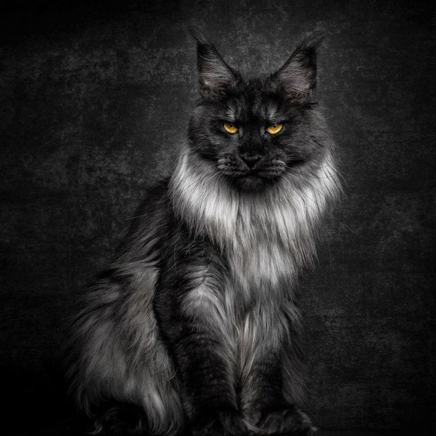 Кота породы мейн-кун в добрые и заботливые руки