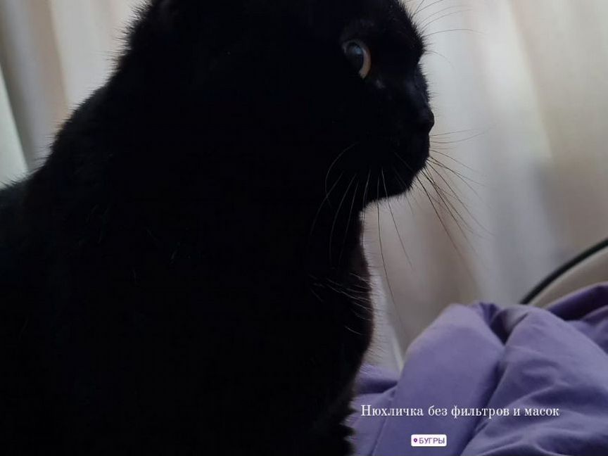 Черная кошка
