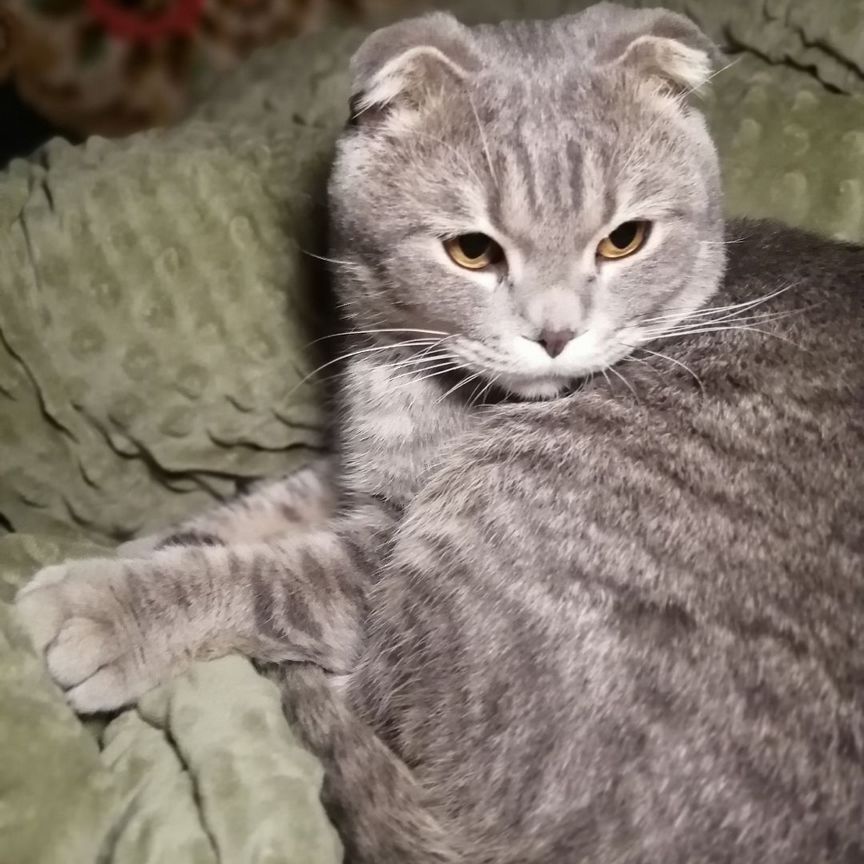 Шотландская вислоухая