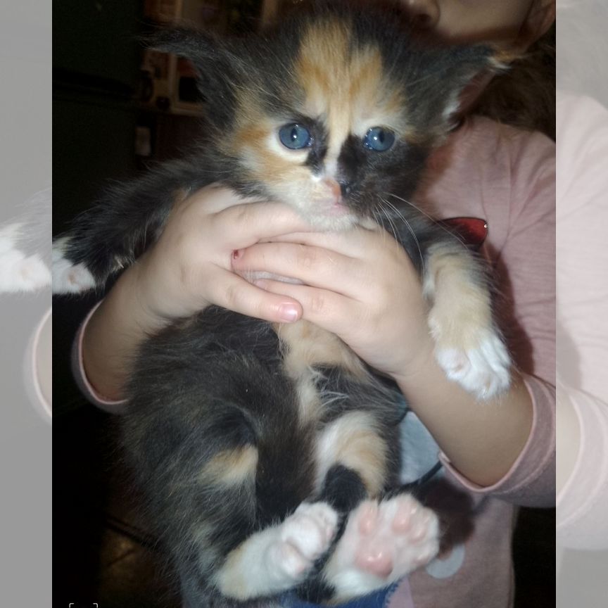 Мейн-кун котёнок