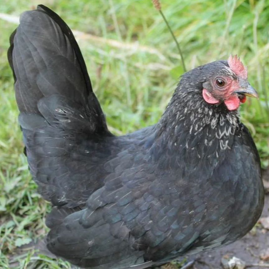 Отдам бесплатно путуха Бентамка