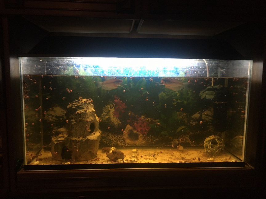 Аквариум с рыбками и улитками