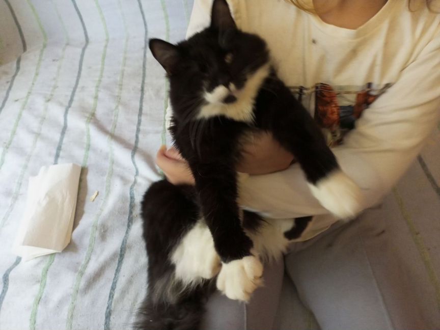 Котенок крупный малыш