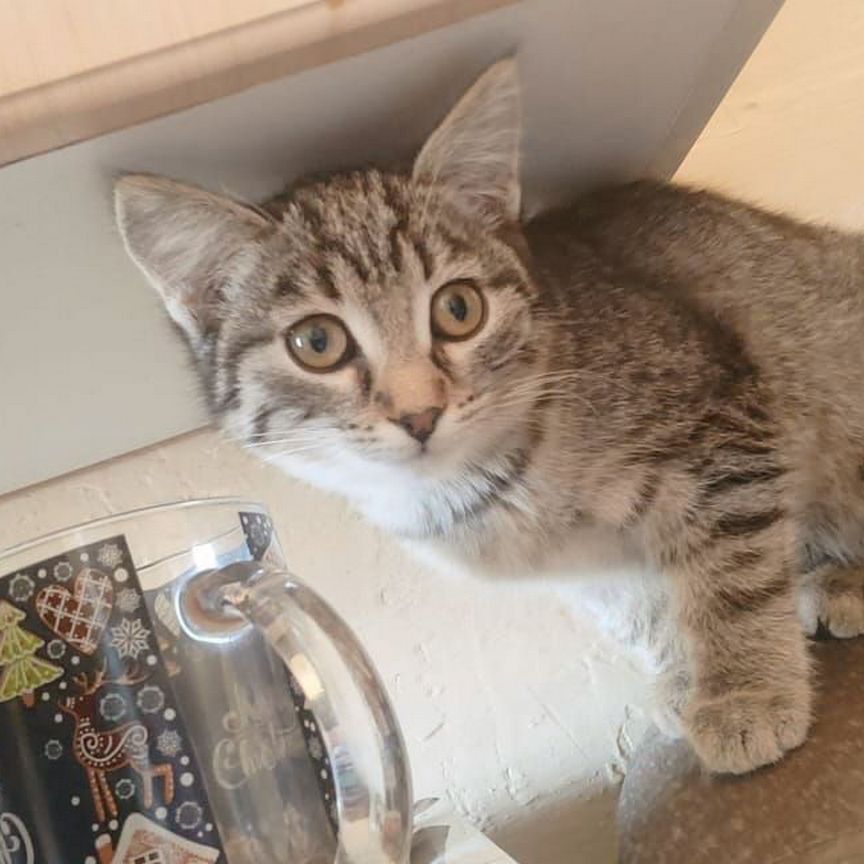 Котята в добрые руки бесплатно