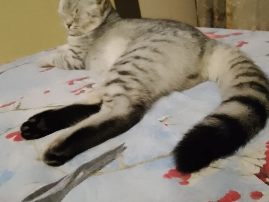 Кот зовут Семён, ему 1 год, отдам бесплатно