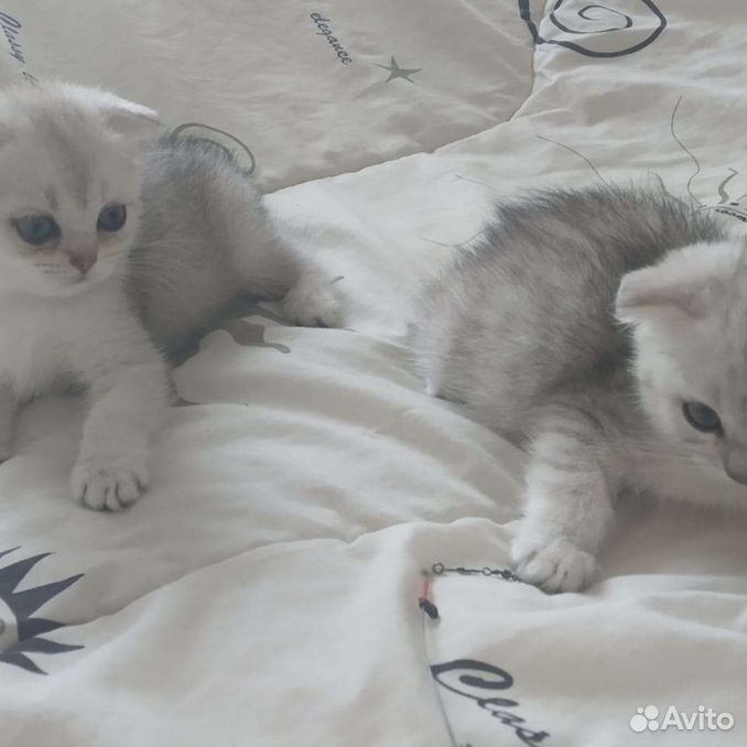 Серебристые шиншилы