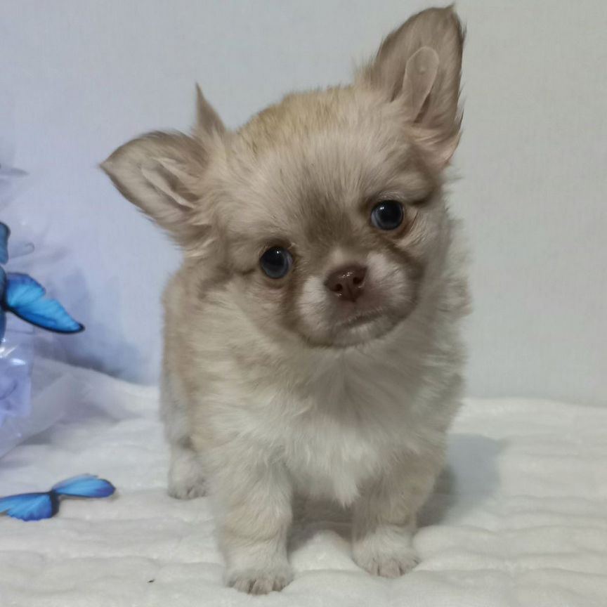 Чихуахуа, щенок