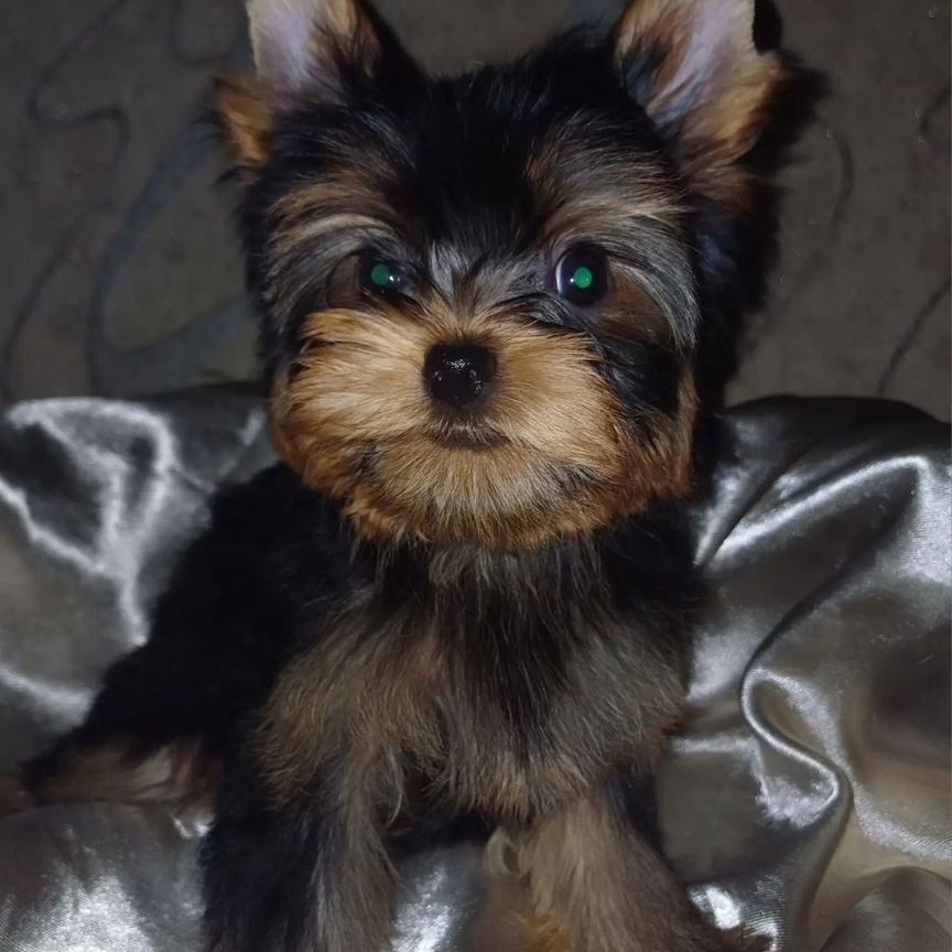 Йоркширский терьер, щенок