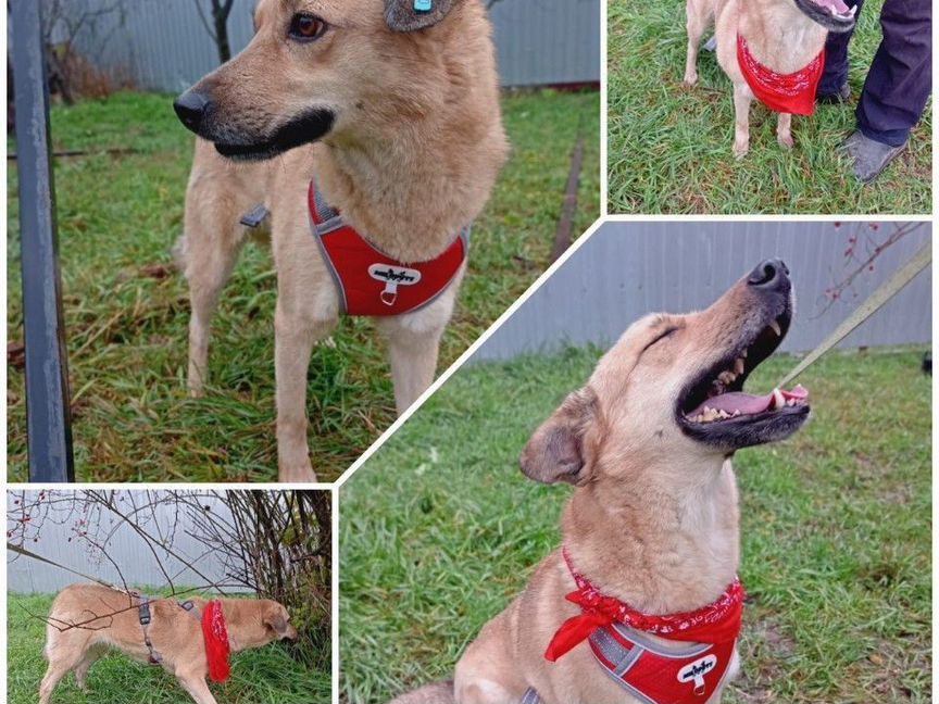 Лиза добрая собака 2,5г