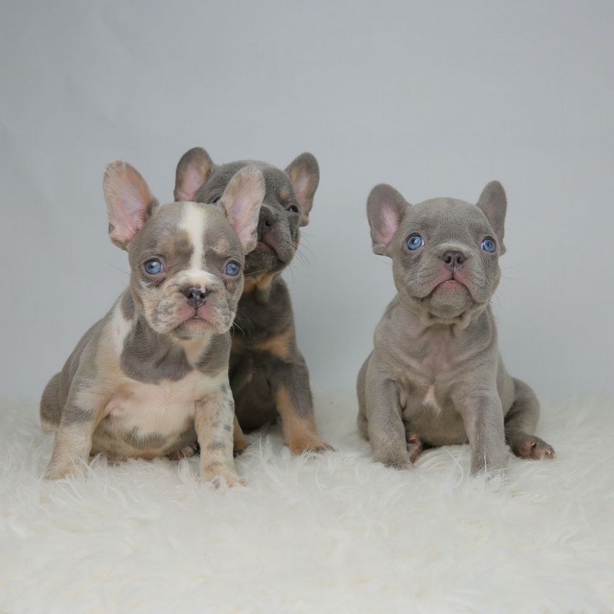 Французский бульдог лиловые карапузы с Изабеллой
