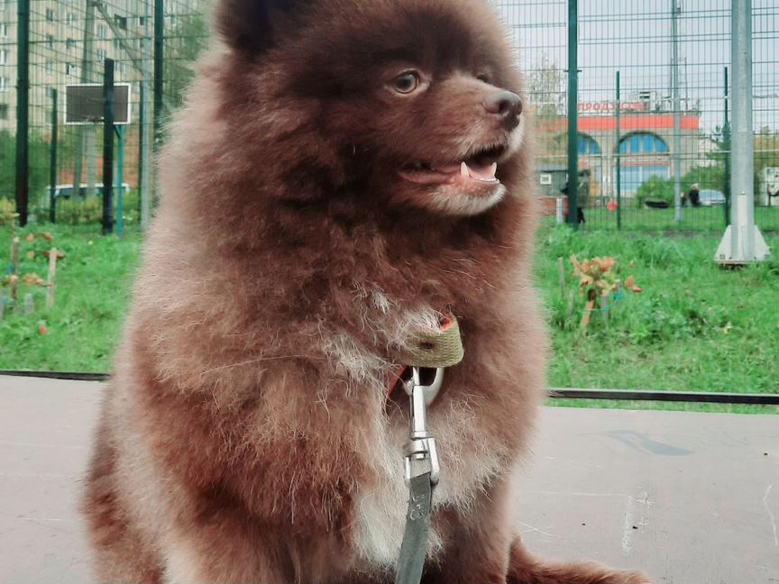 Шпиц кобель вязка