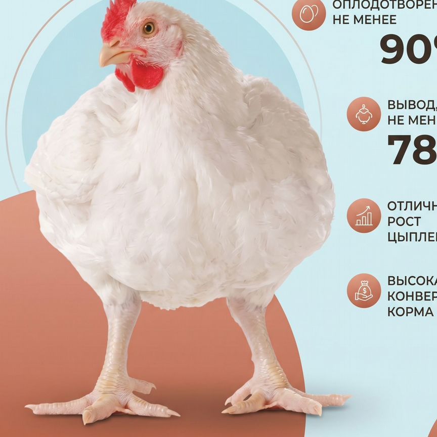 Инкубационное яйцо бройлера