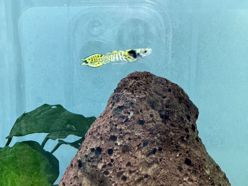 Аквариум с рыбками