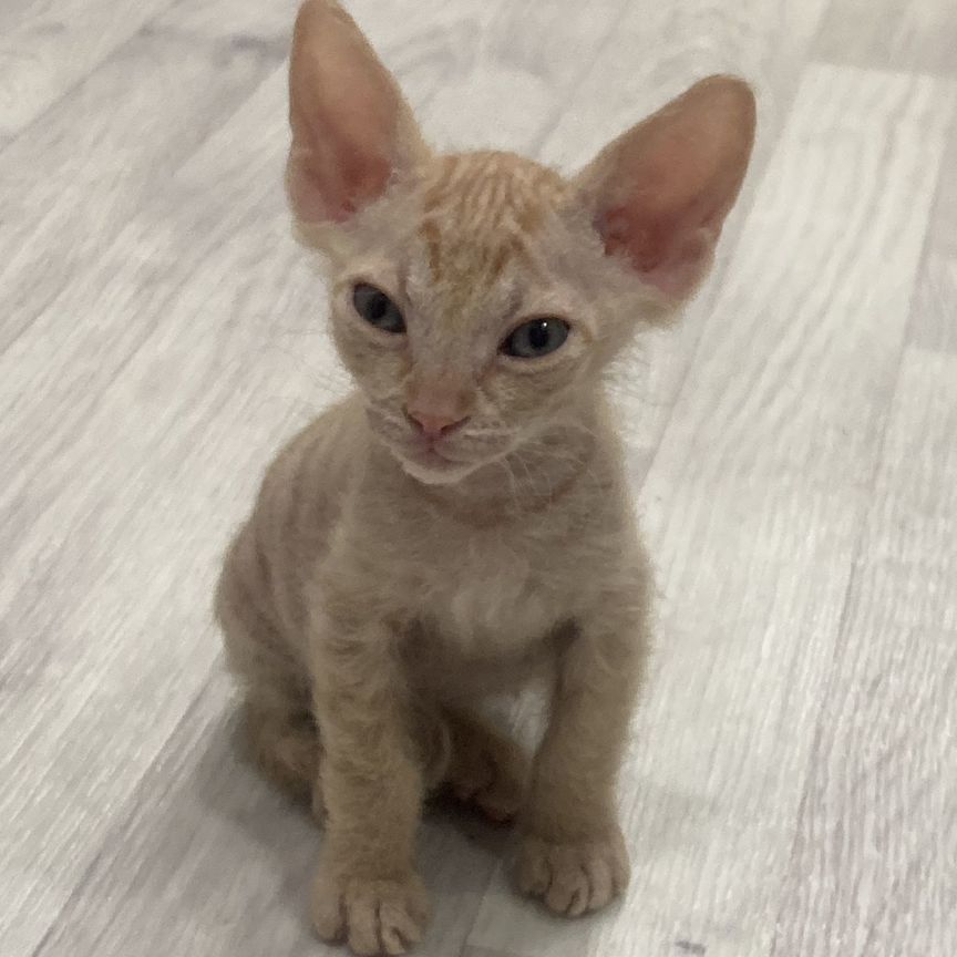 Донской сфинкс котёнок