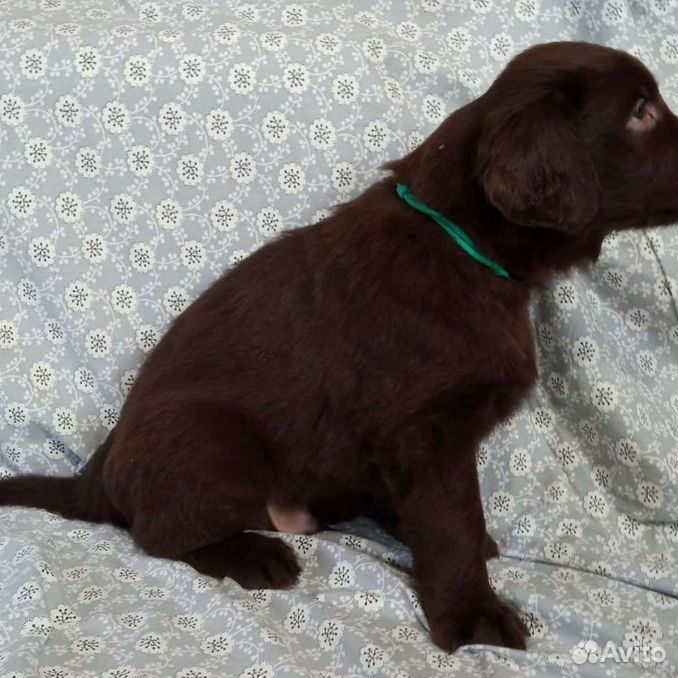 Прямошерстный ретривер