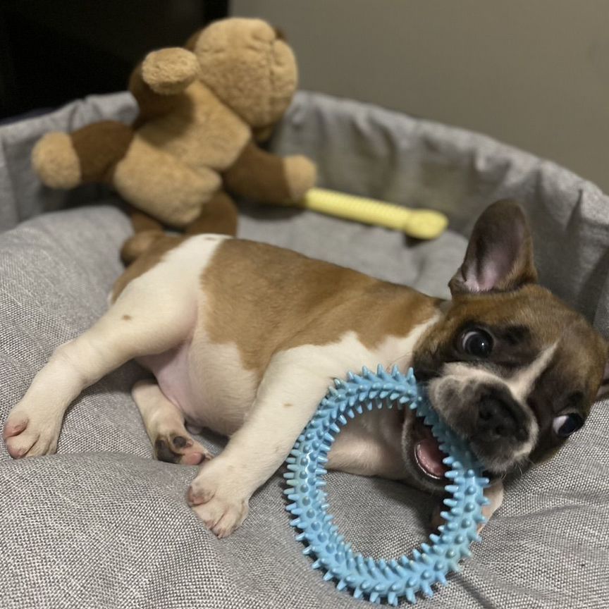 Французский бульдог, щенок