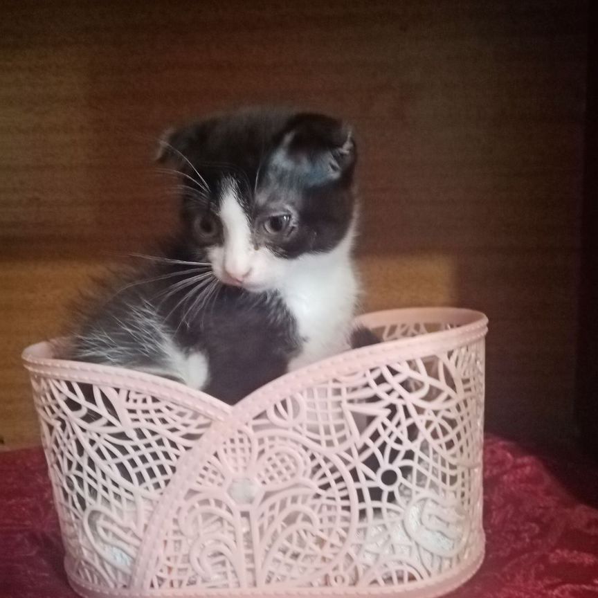Подарю вислоухого котенка