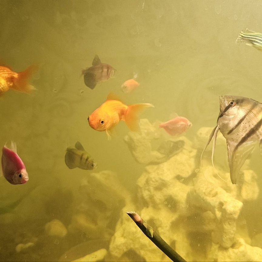 Аквариум 180 литров