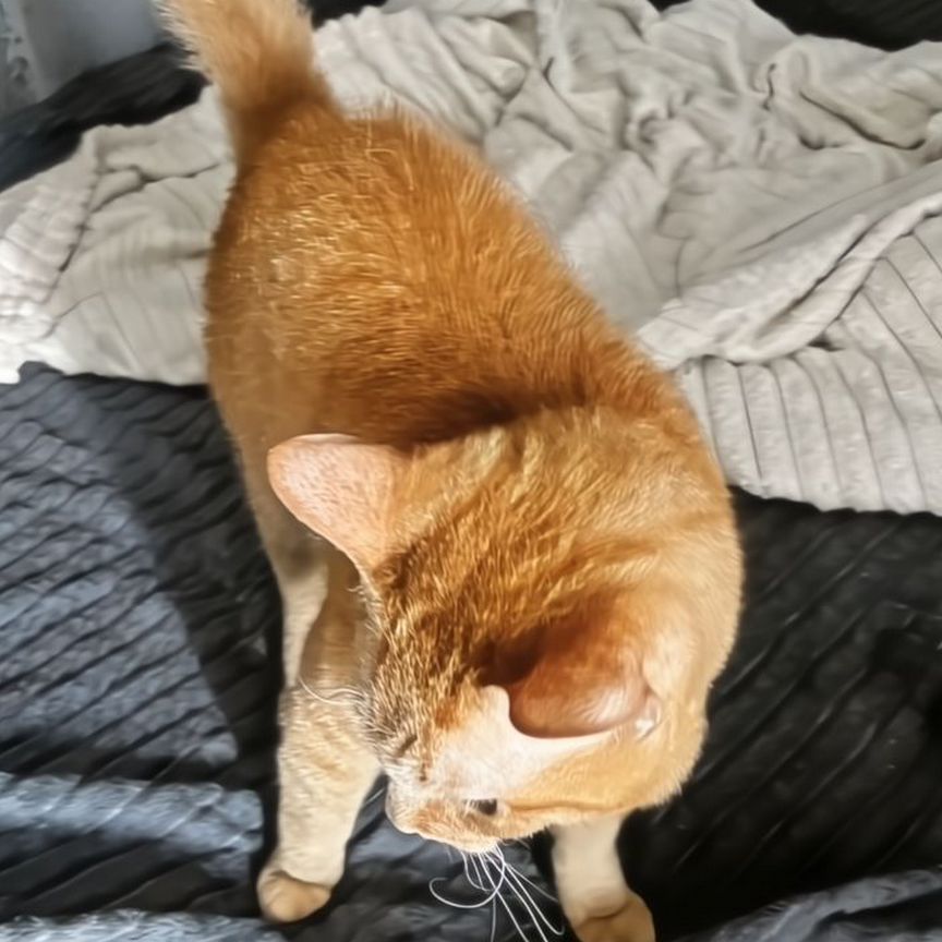 Взрослый кот в добрые руки