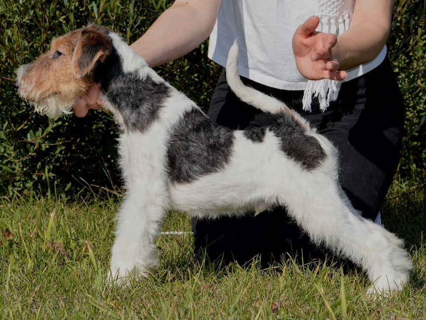 Фокстерьер жесткошерстный щенки