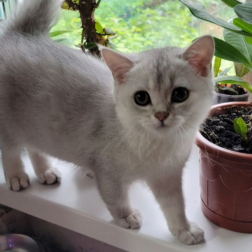 Британский короткошёрстный котёнок