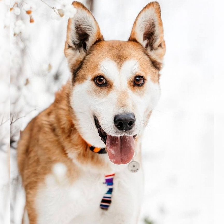 Взрослый пёс в добрые руки