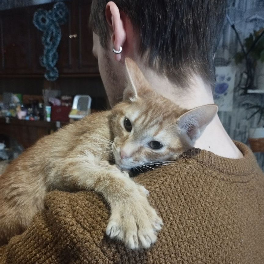 Котёнок в добрые руки