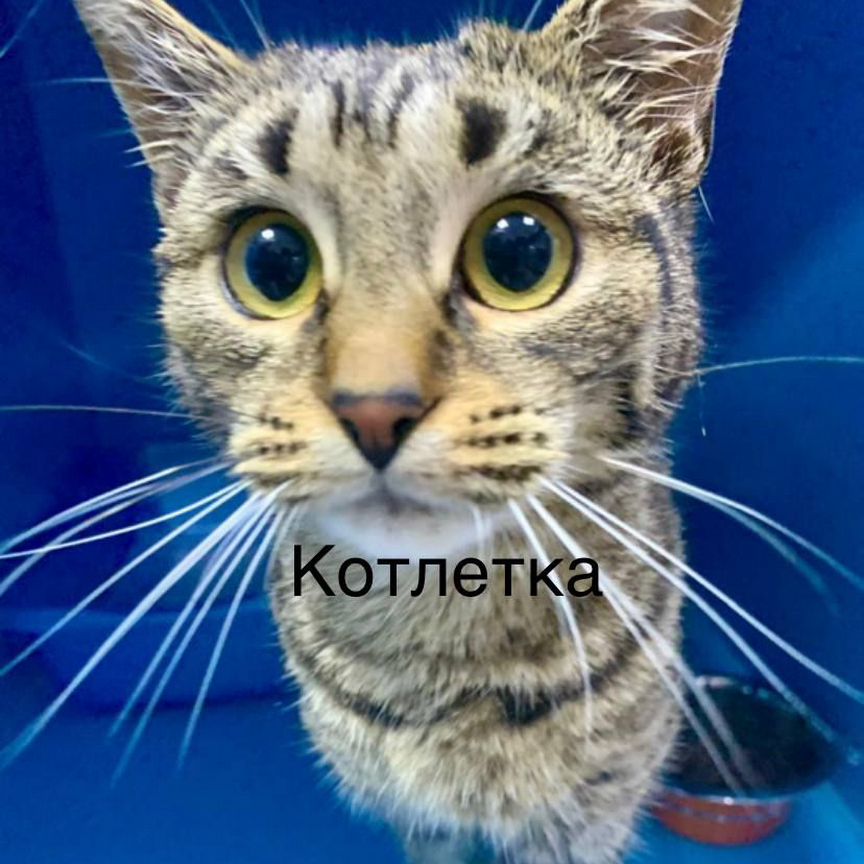 Котлетка выживала с бездомным. Возьмите домой