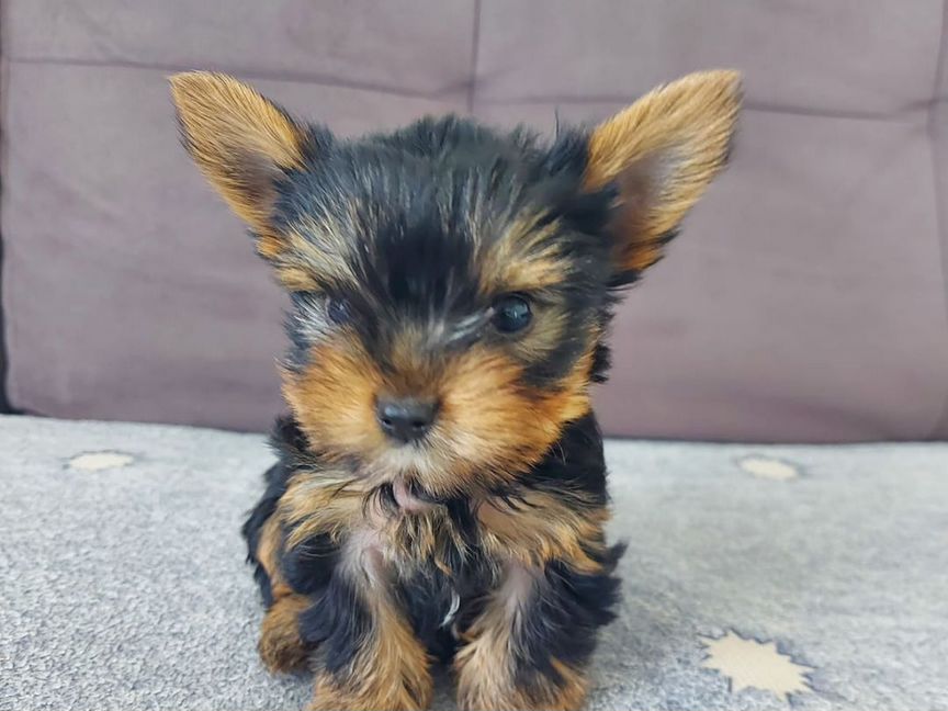 Йоркширский терьер щенки