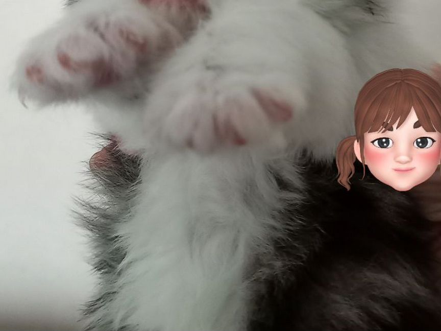 Котята в добрые руки бесплатно