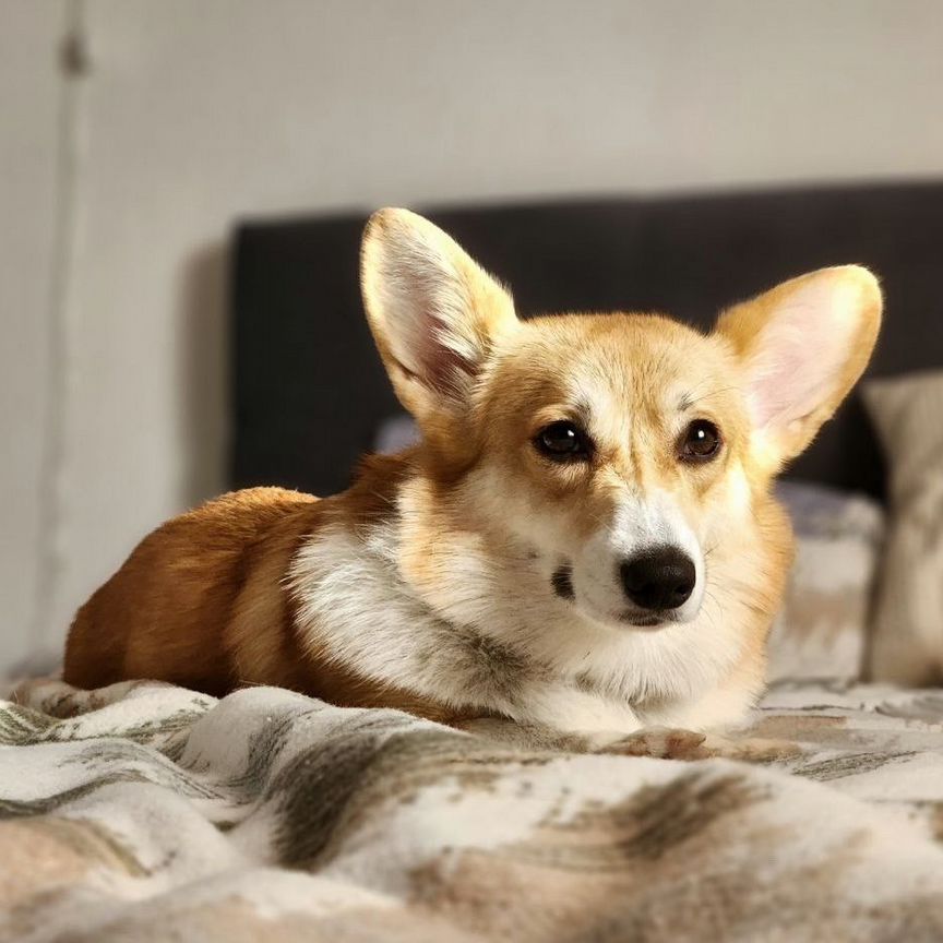 Вельш Корги Пемброк, взрослая собака