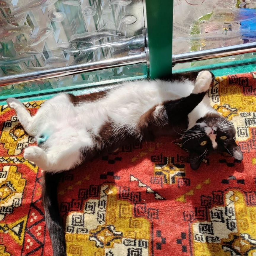 Котята
