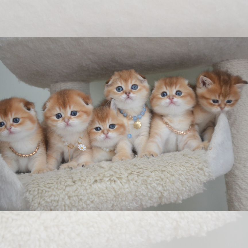 Шотландские плюшевые породистые котята