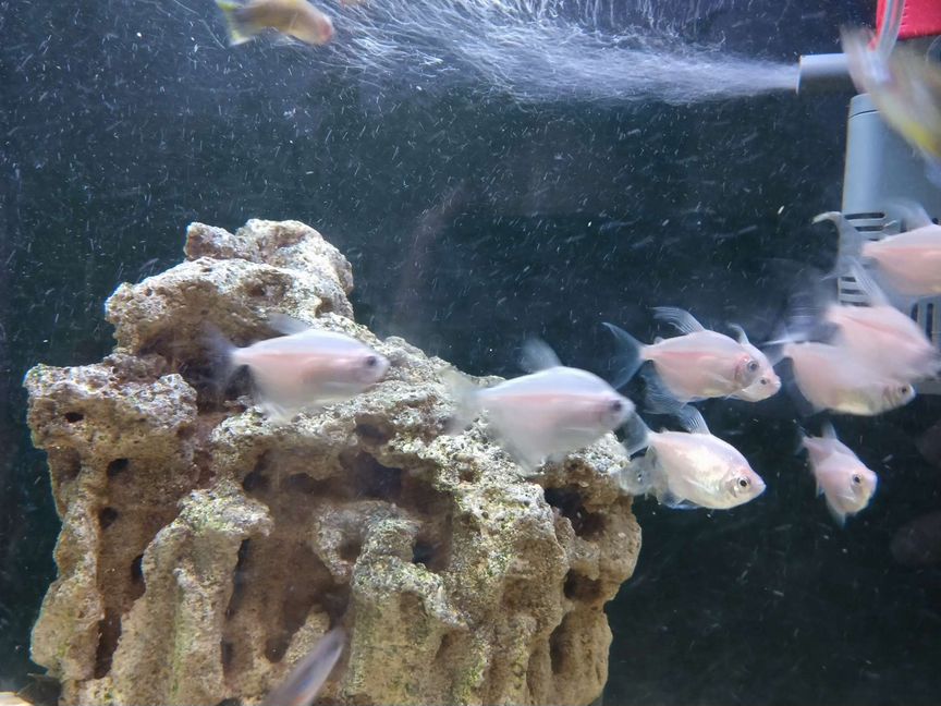 Обменяю тернецию