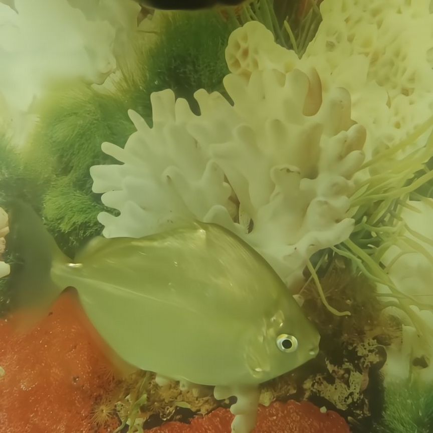 Метиннис доллар