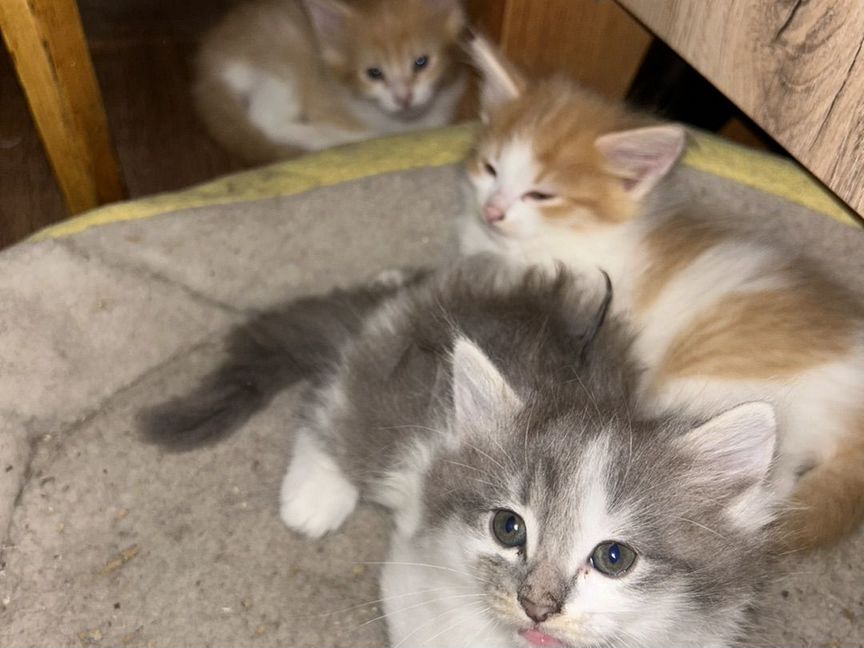 Котята в добрые руки