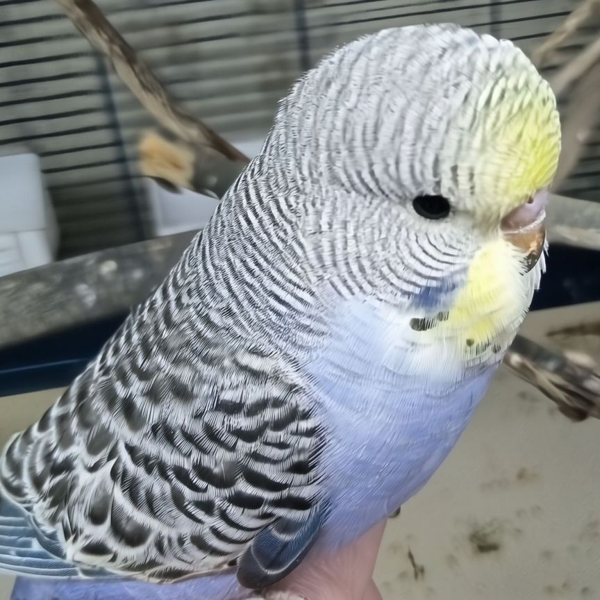 Попугай ввп, птенчики