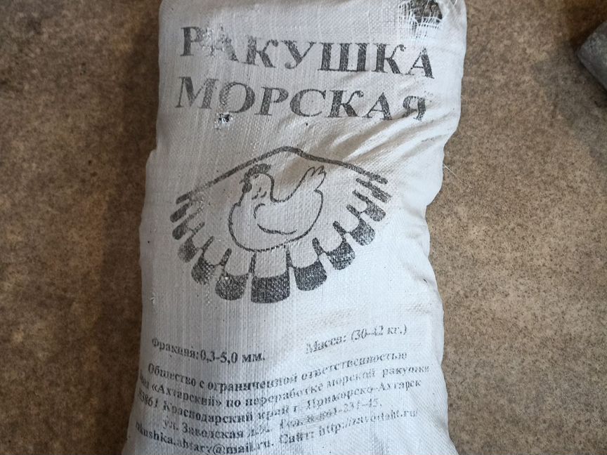 Ракушка морская