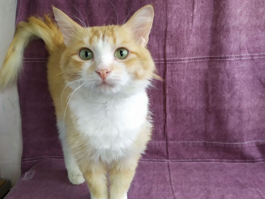 Котик в хорошие руки